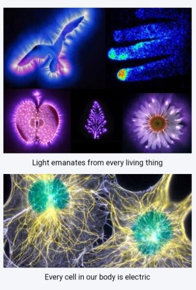 EESystem - Energy Medicine - New Zealand